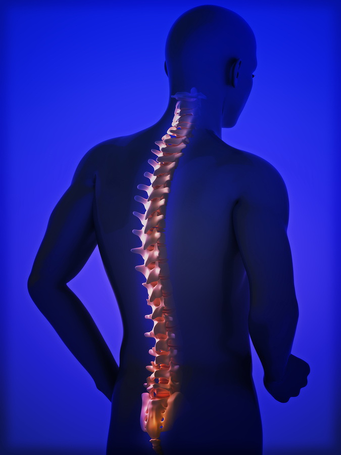 Human spine | Factory Guideline